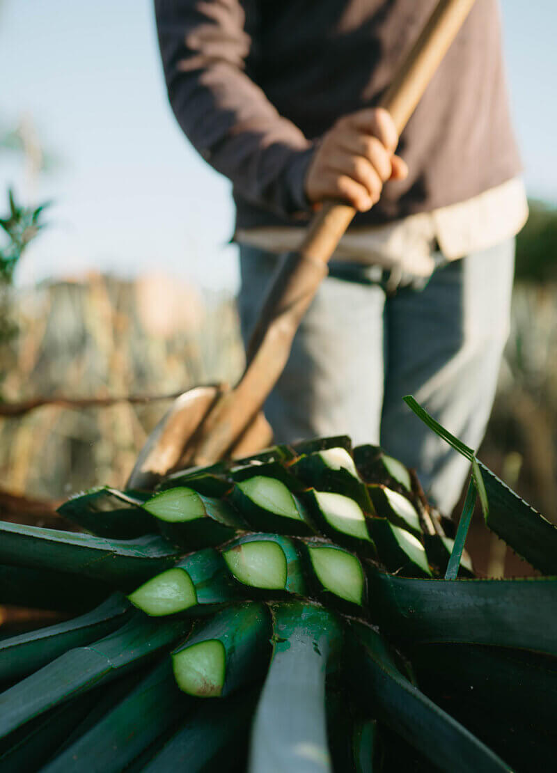 The Craft of Artisanal Tequila Making highlighting Espanita Tequila ...